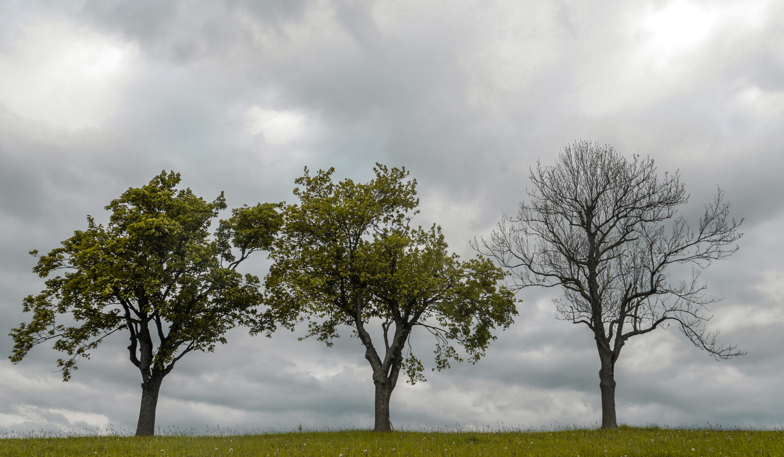 The Importance of Professional Tree Removal: When to Say Goodbye to a ...