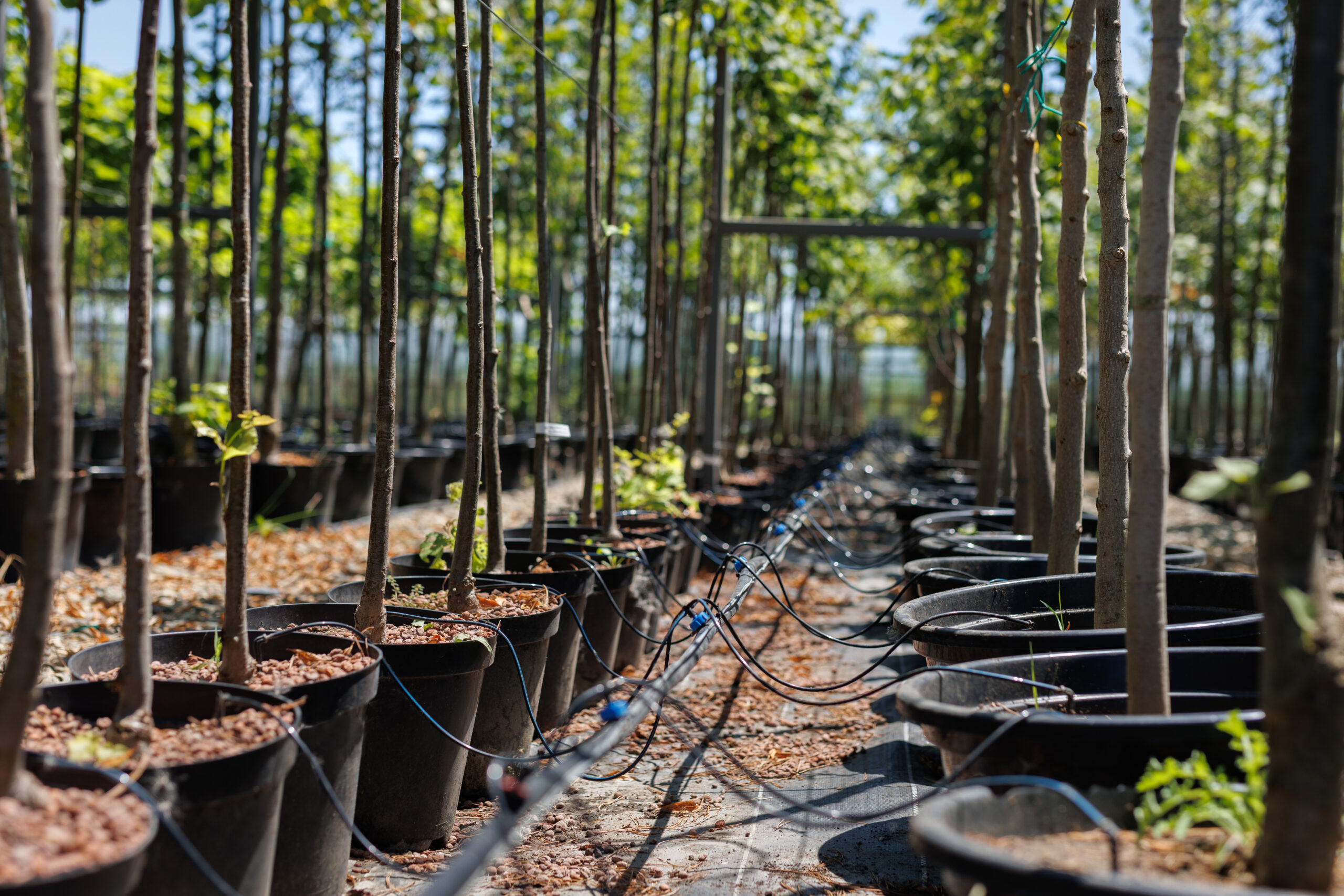 How to Choose the Right Trees for Your Property - Gray Brother's Tree ...