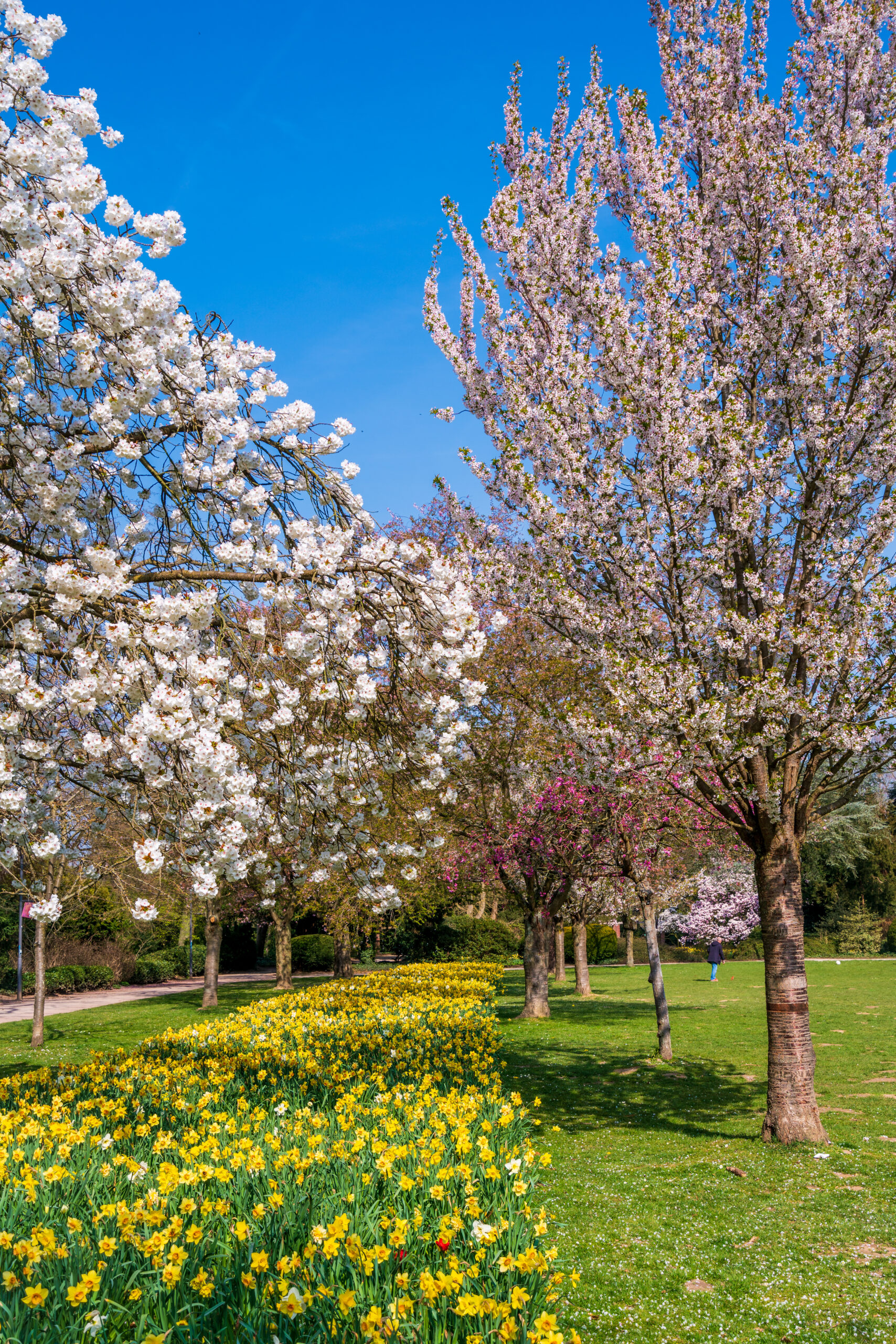 Spring Tree Maintenance Checklist: Essential Tasks for Healthy, Happy ...