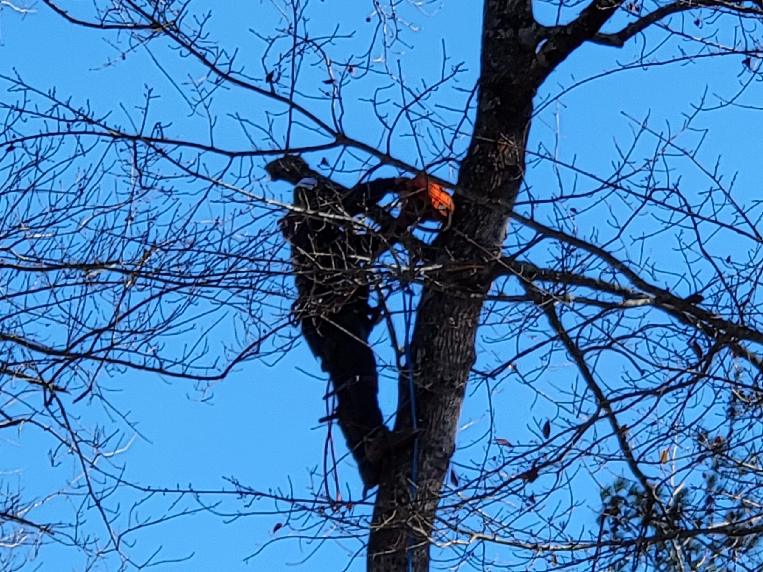 5 Signs It's Time to Remove a Tree from Your Yard - Gray Brother's Tree ...